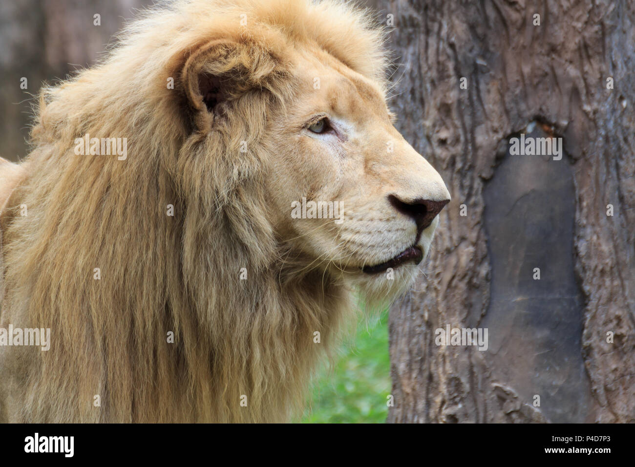 Close Up Young head lion is skinny in the nature Stock Photo - Alamy