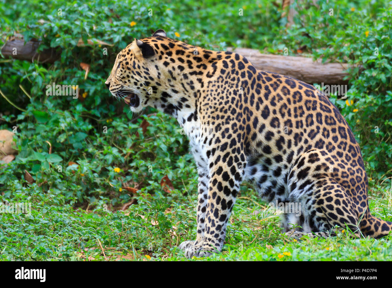 A beautiful jaguar tiger siting in the nature Stock Photo - Alamy