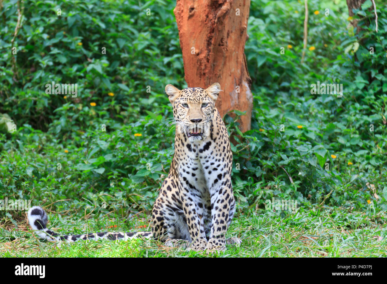 Male black jaguar panthera onca hi-res stock photography and images - Alamy