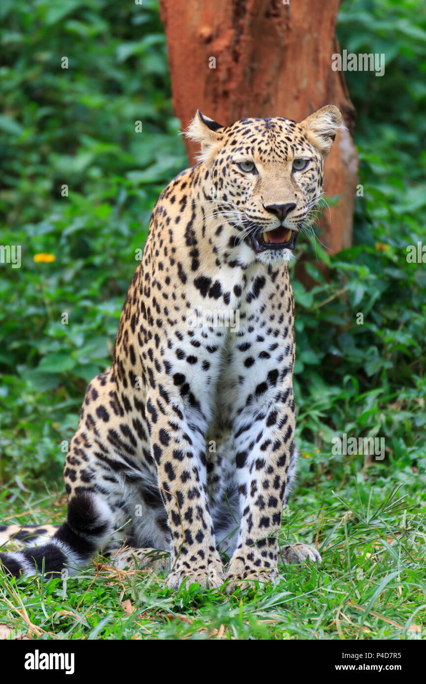 Jaguar panthera onca male female hi-res stock photography and images ...