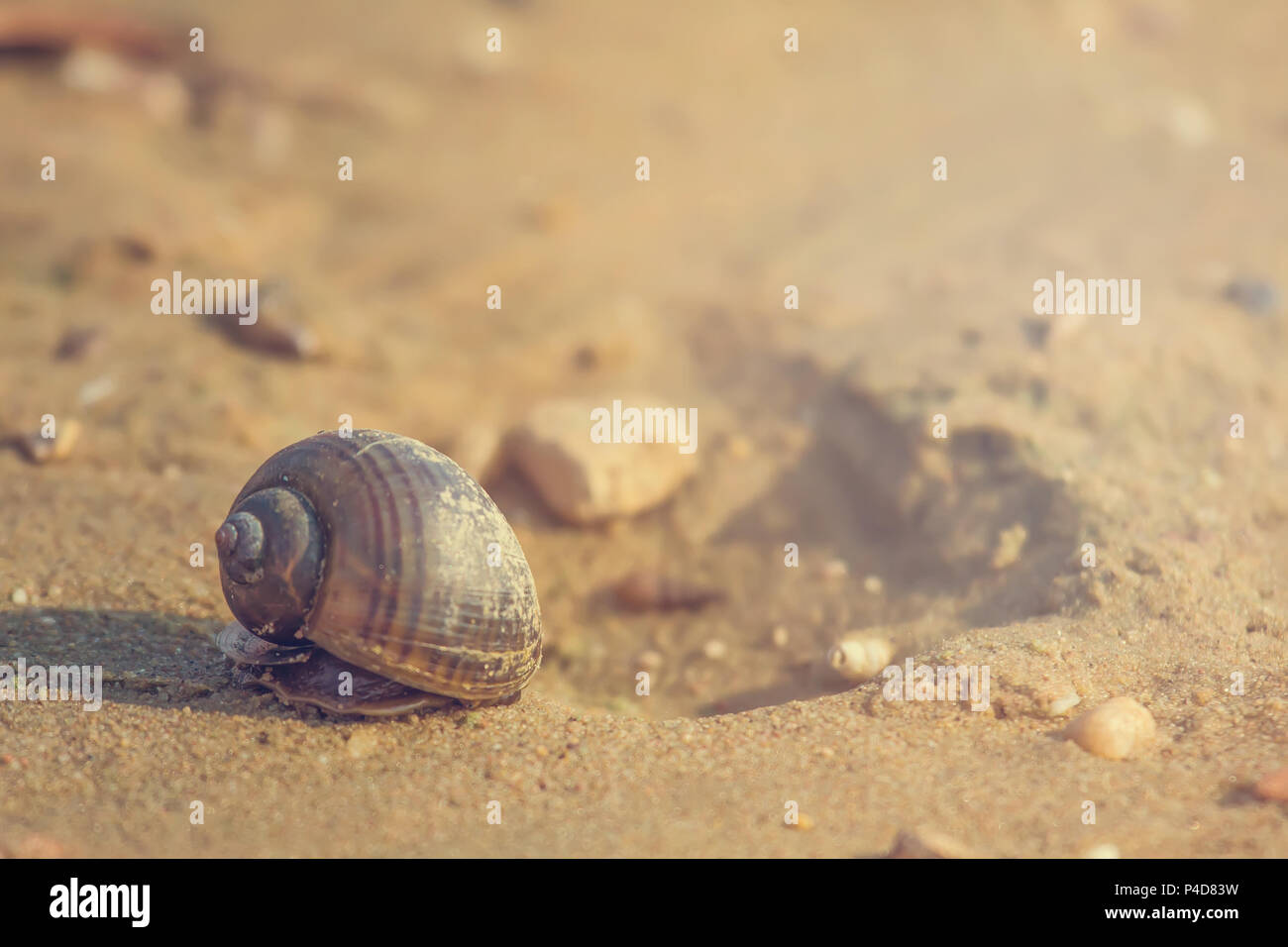 Maine beach shell hi-res stock photography and images - Alamy