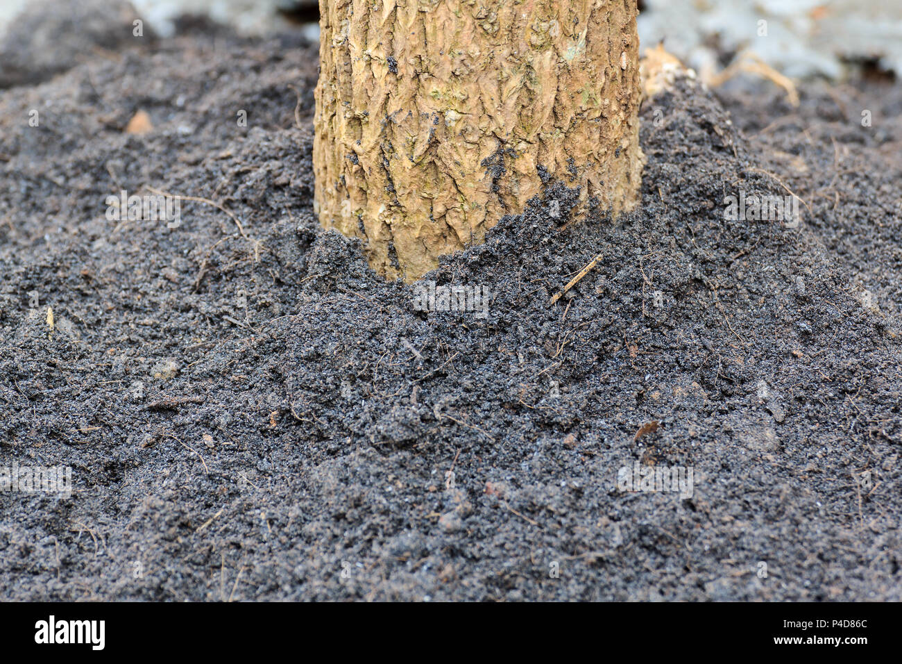 Close up new small tree growing in soil Stock Photo - Alamy