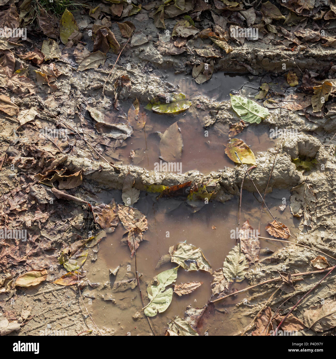 Puddle of mud with tire track texture and fallen leaves Stock Photo - Alamy