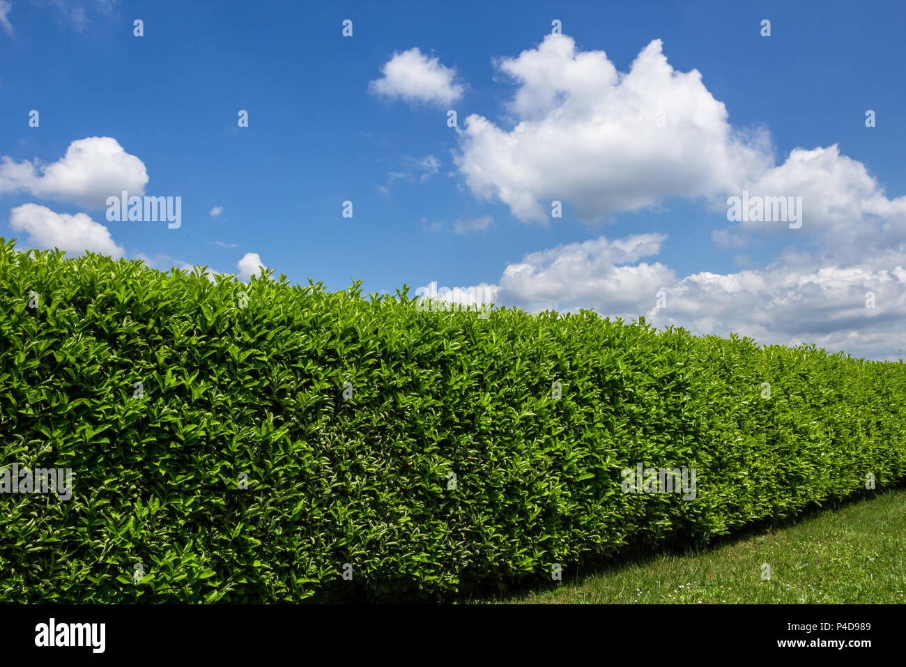 Green hedge in a garden, with blue sky and white clouds as background ...