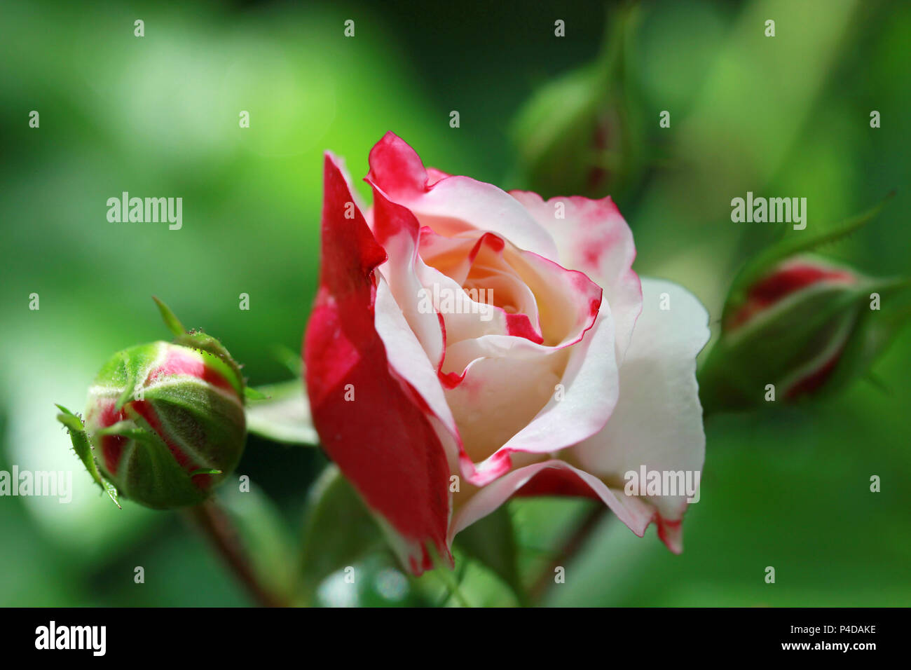 Moda Center Arena High Resolution Stock Photography and Images - Alamy