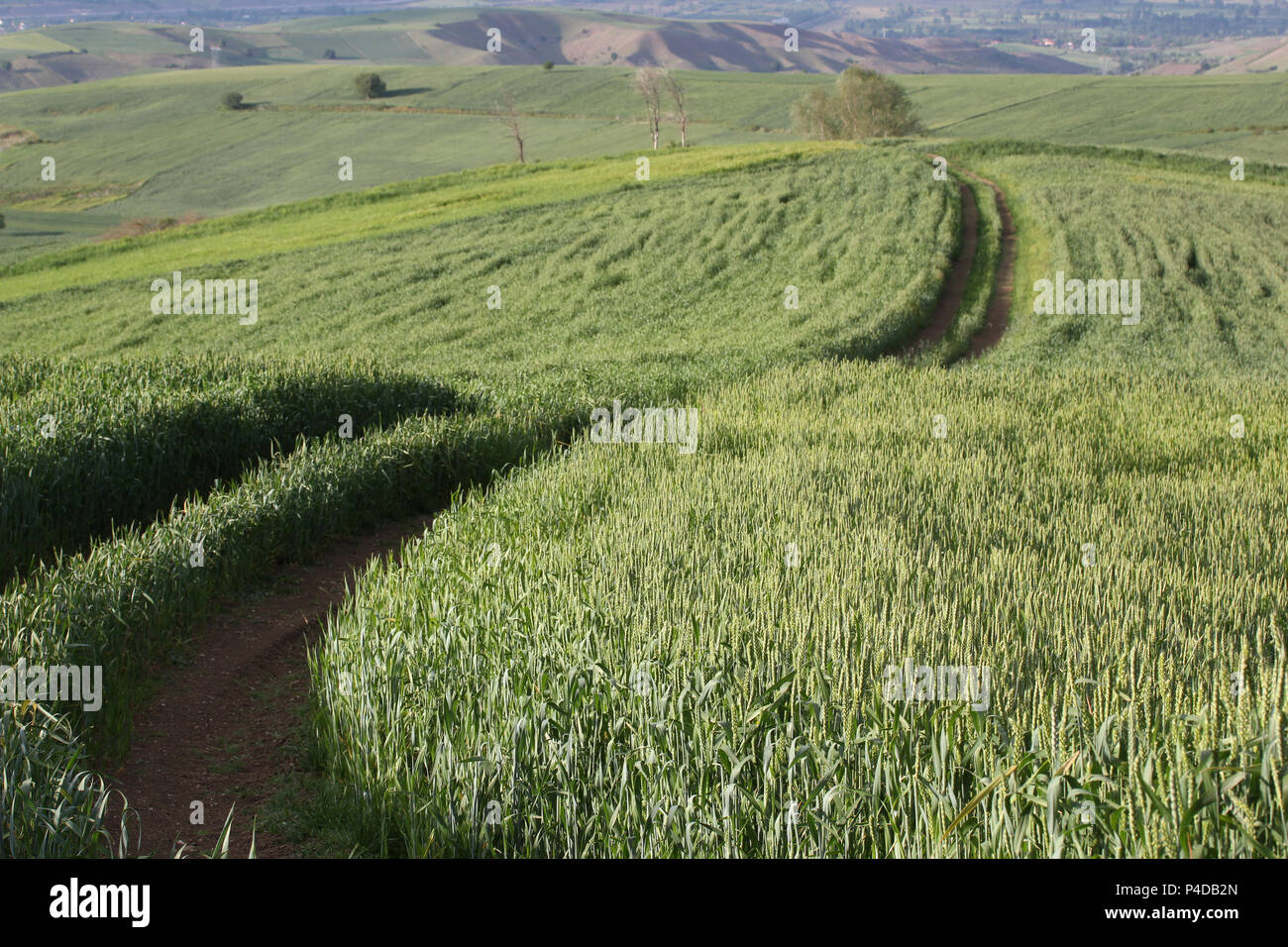 Green wheat field middle east hi-res stock photography and images - Alamy