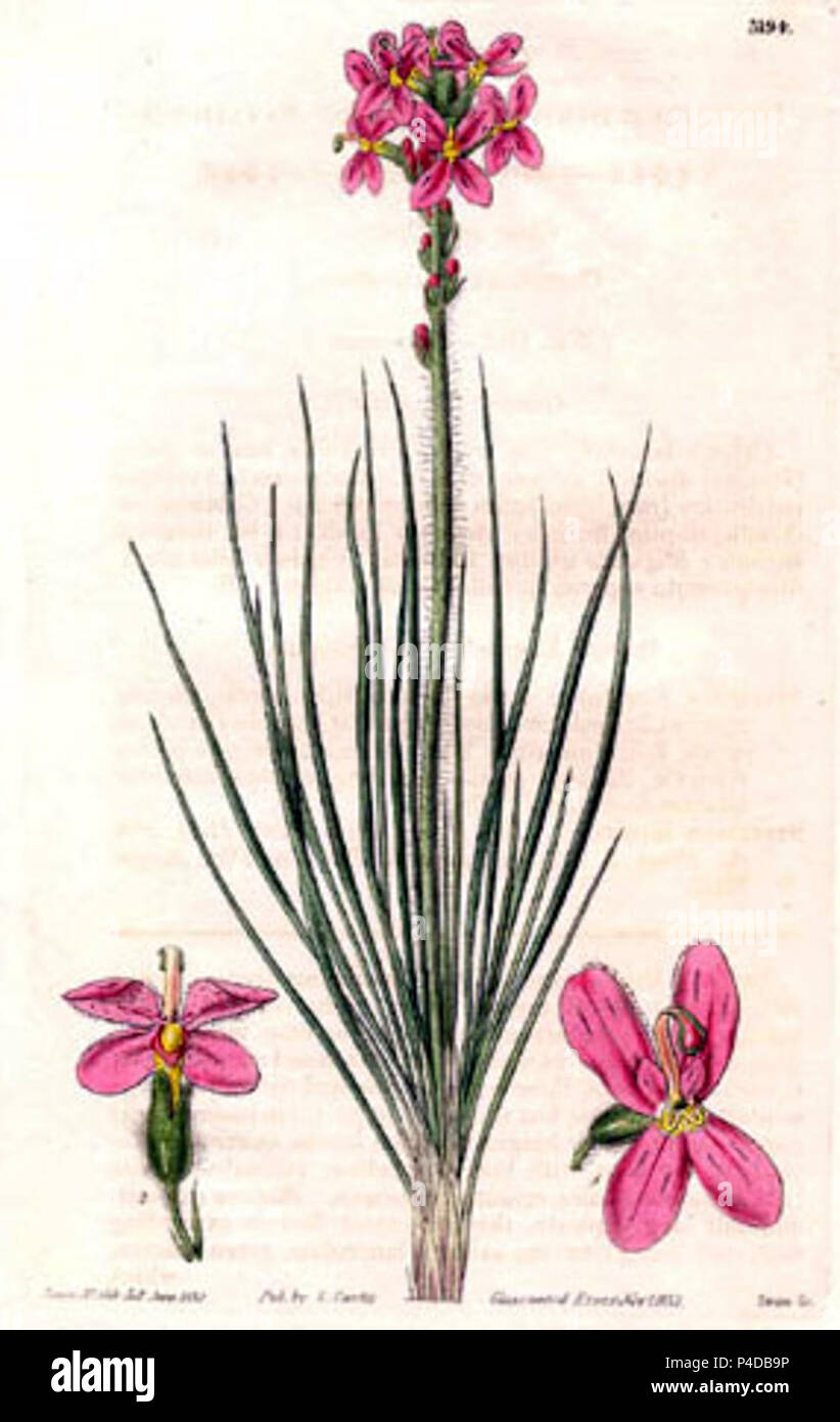 Stylidiaceae hi-res stock photography and images - Alamy