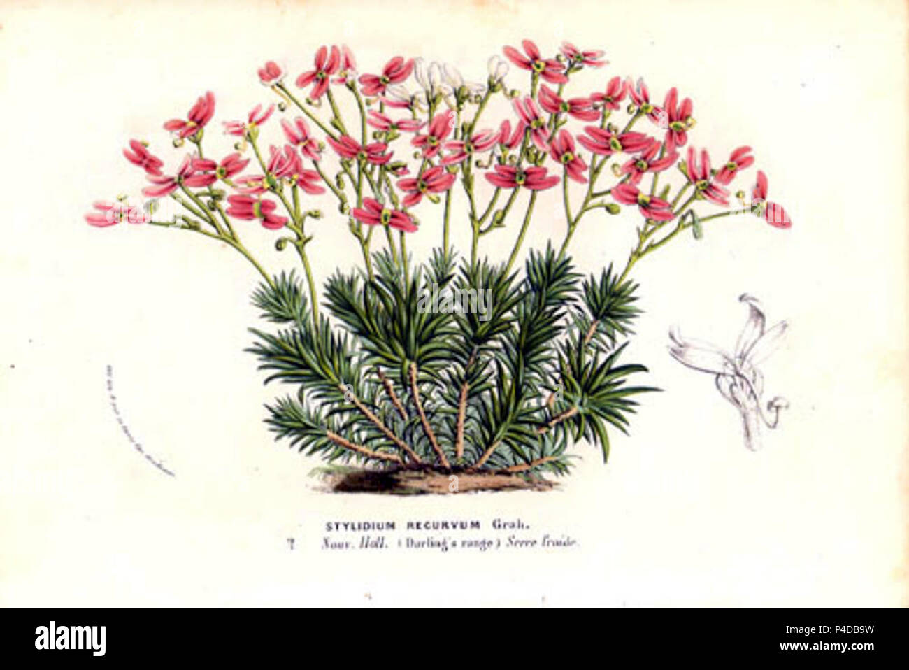 13872.Stylidiaceae - Stylidium bulbiferum Stock Photo - Alamy