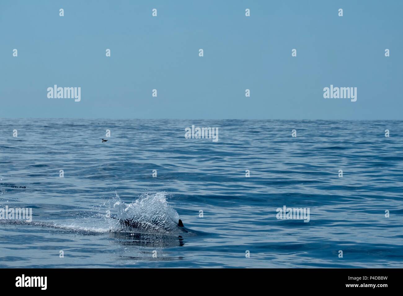 Throwing up spray hi-res stock photography and images - Alamy
