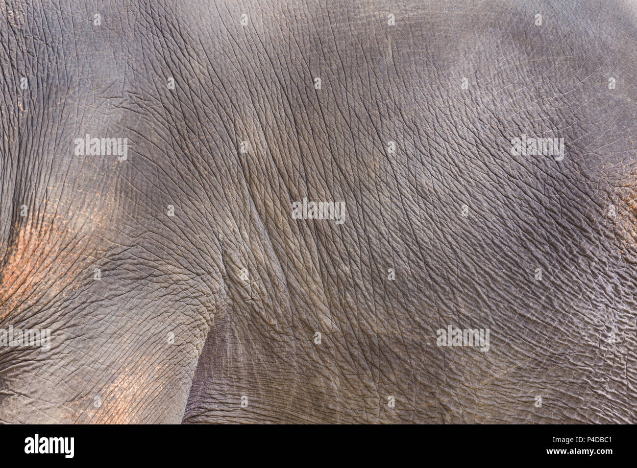 Close up skin elephant texture, animal background Stock Photo - Alamy