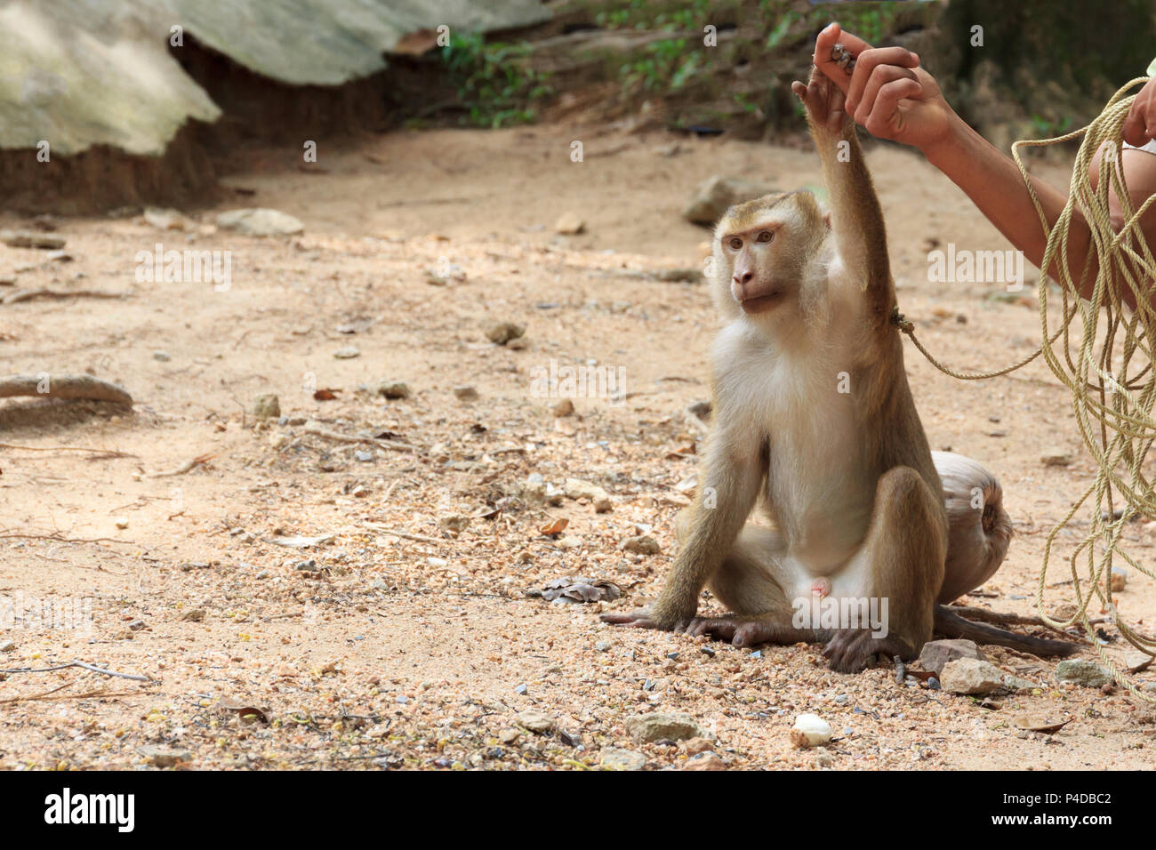 Asia cute monkey show in the farm Stock Photo - Alamy