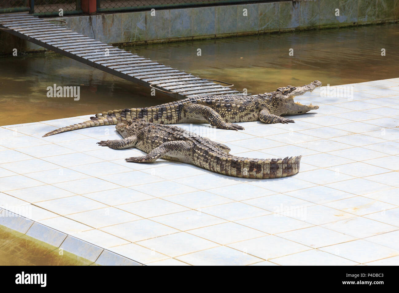 Show of crocodiles hi-res stock photography and images - Alamy