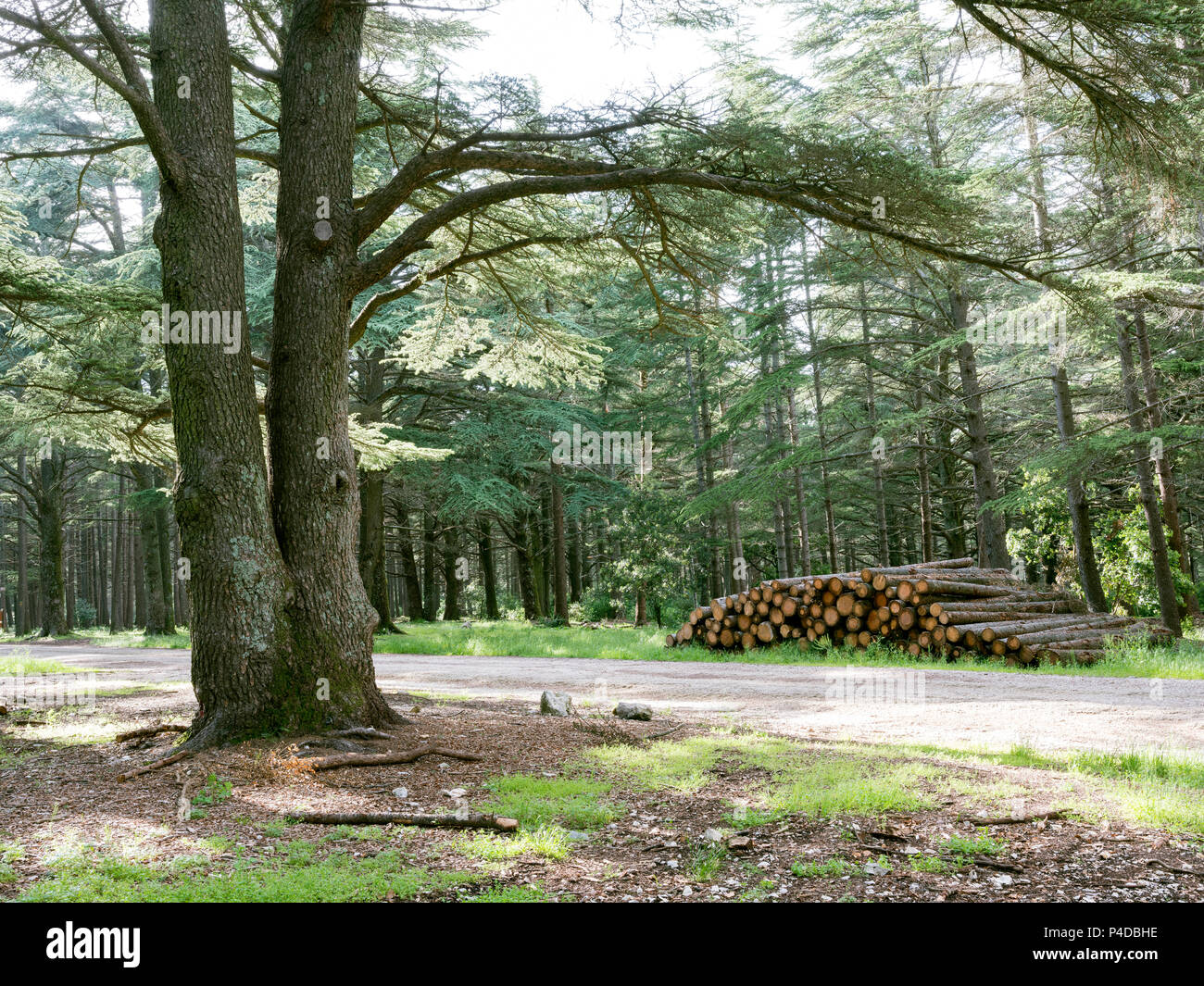 cedar trees in foret des cedres near menerbes and bonnieux in luberon ...