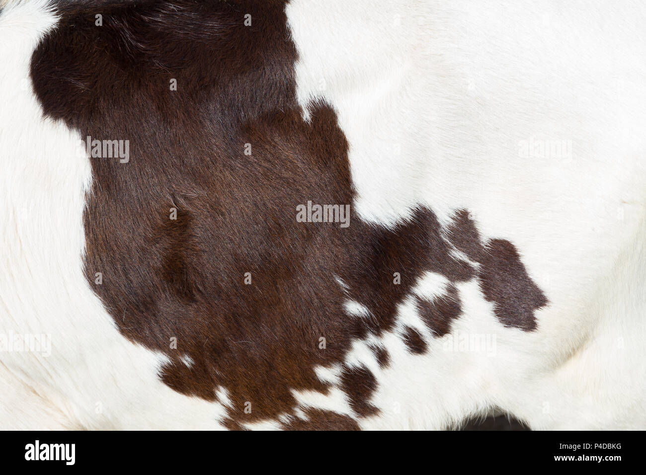 Close up fur cow skin texture, line background Stock Photo - Alamy