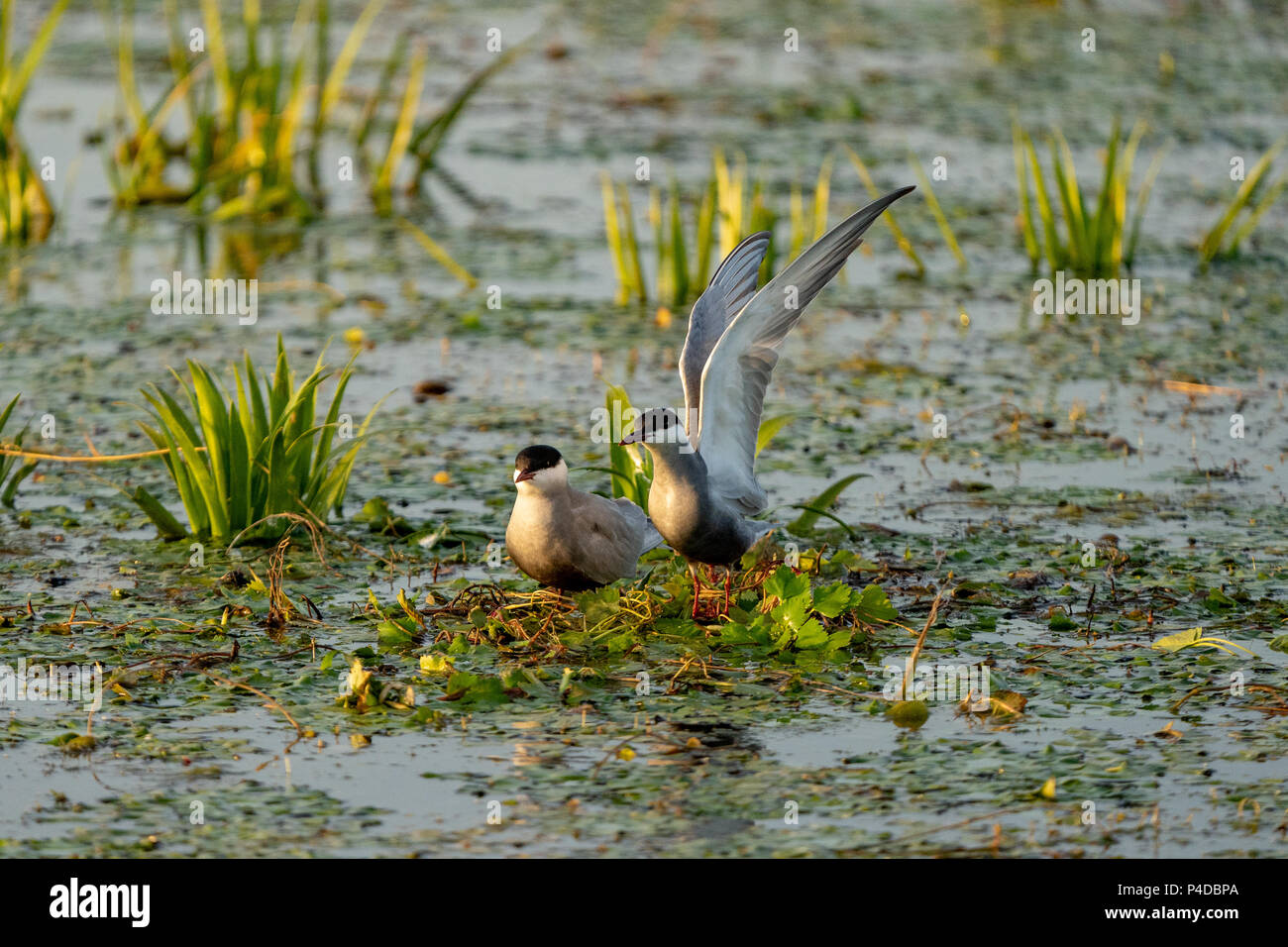 Common tern nest hi-res stock photography and images - Alamy