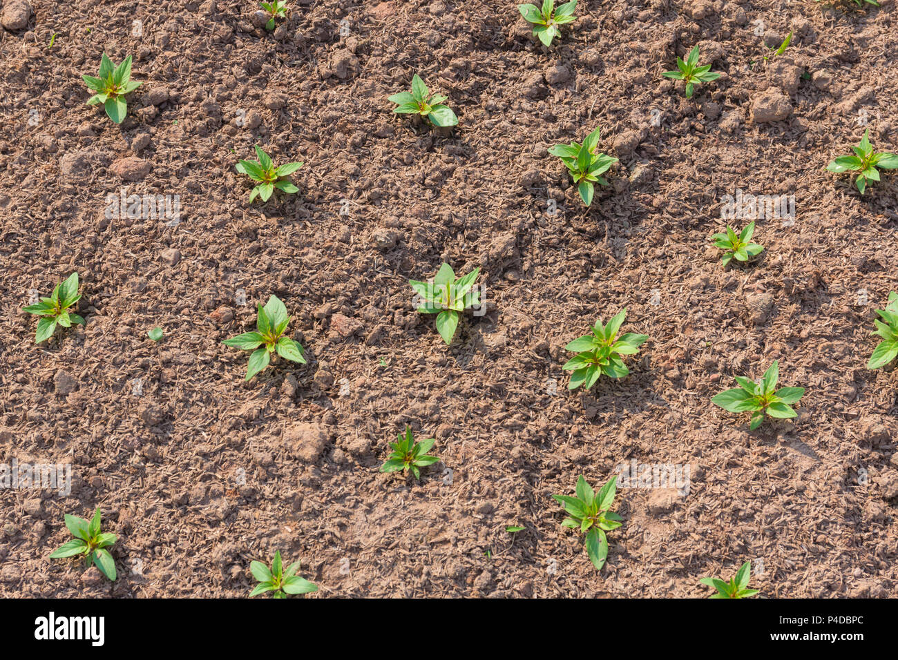 Many small tree growing on soil, patten background Stock Photo - Alamy