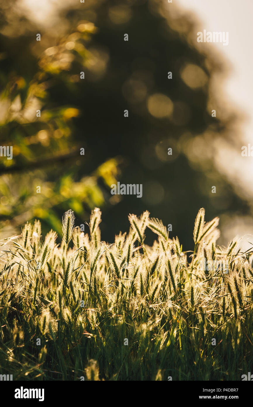 Green grass texture in sunlight. Vintage effect applied Stock Photo - Alamy