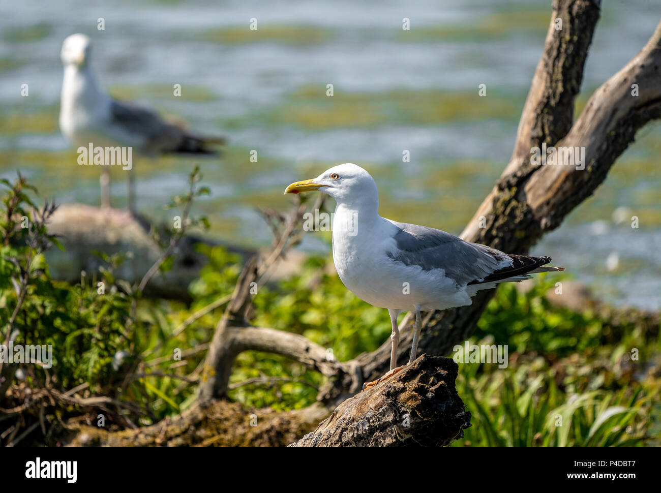 Mediterranean Seagull on a branch in the water in Danube Delta Romania ...