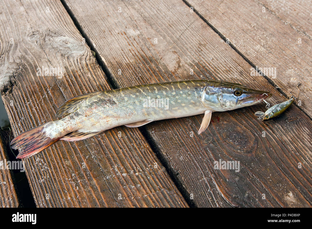 Freshwater Northern pike fish know as Esox Lucius lying on vintage ...