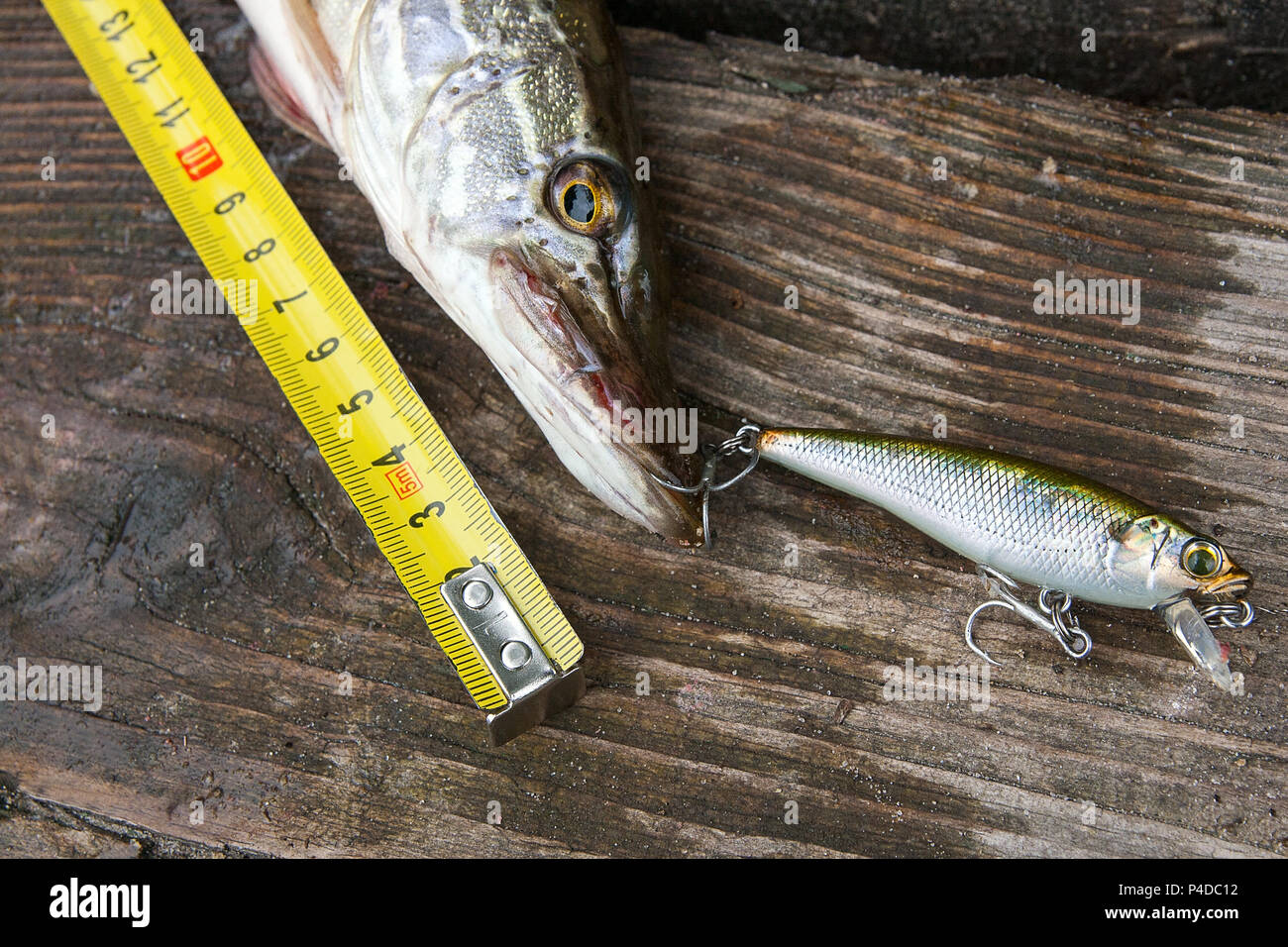 Freshwater Northern pike fish know as Esox Lucius and tape-measure ...