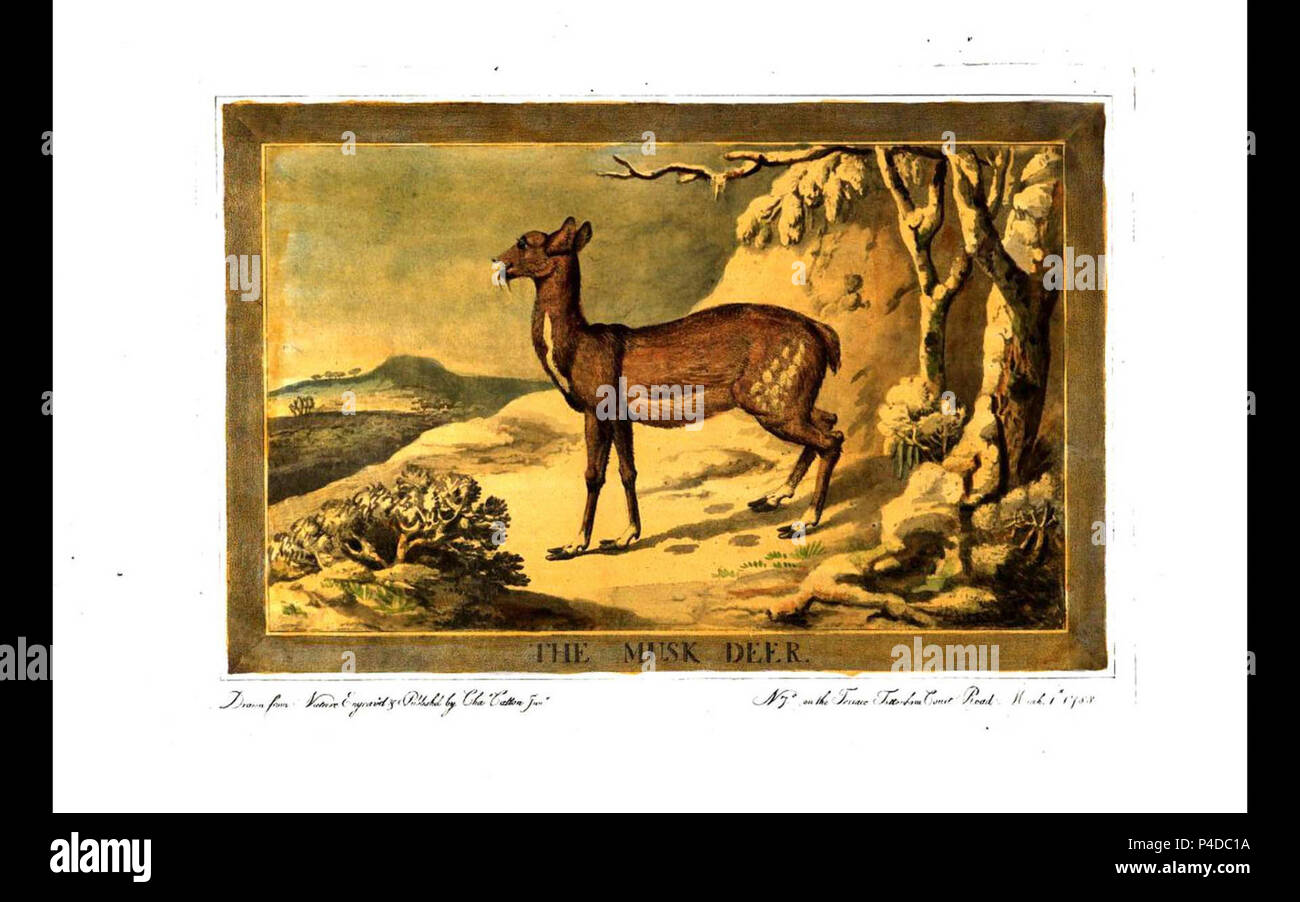 Musk deer picture hi-res stock photography and images - Alamy