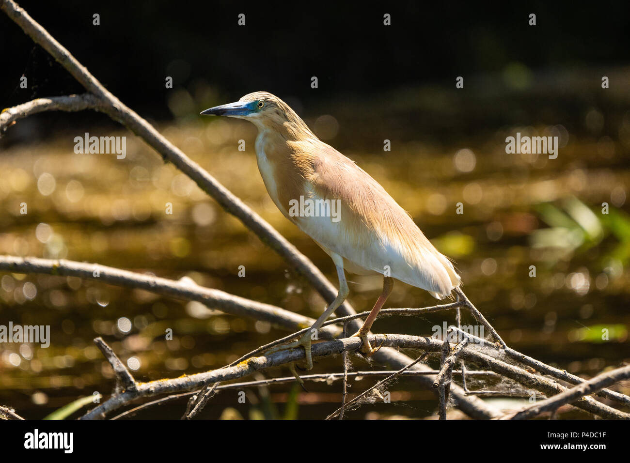 National bird of romania hi-res stock photography and images - Alamy