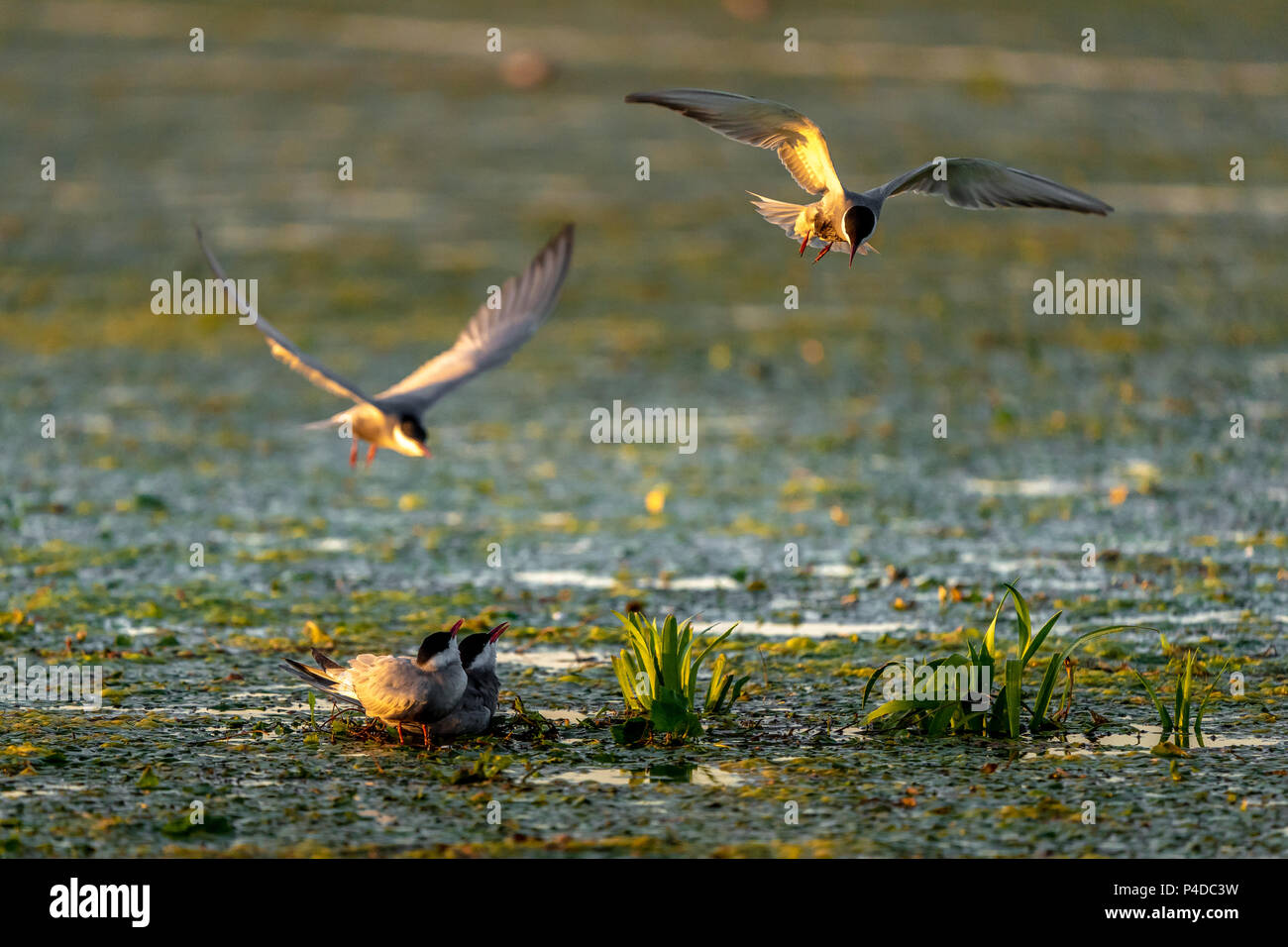 White Cheek Tern family and nest with Tern in flight in Danube Delta ...