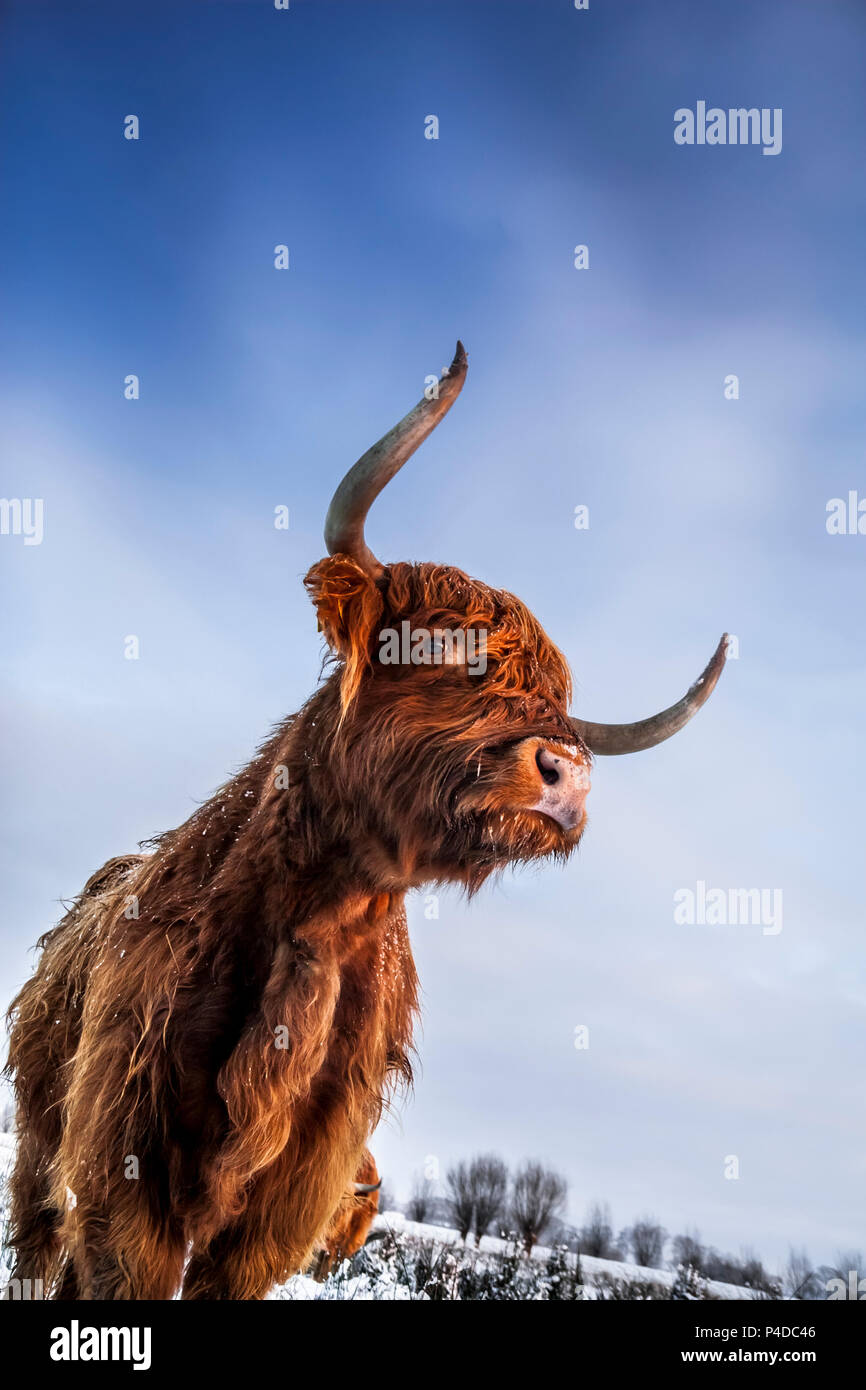 Curious scottish highlander hi-res stock photography and images - Alamy