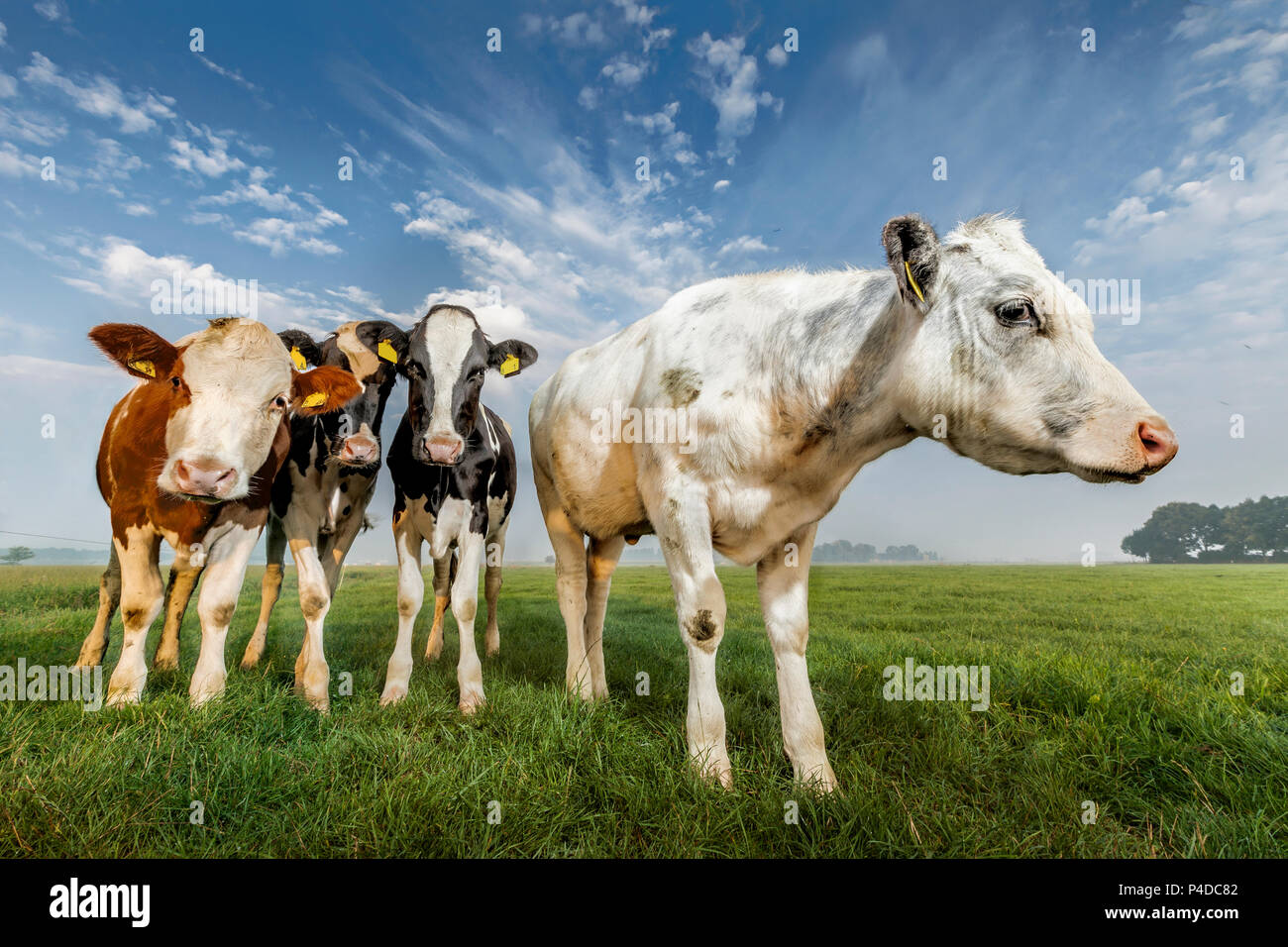 Four cows in morning sunlight Stock Photo - Alamy