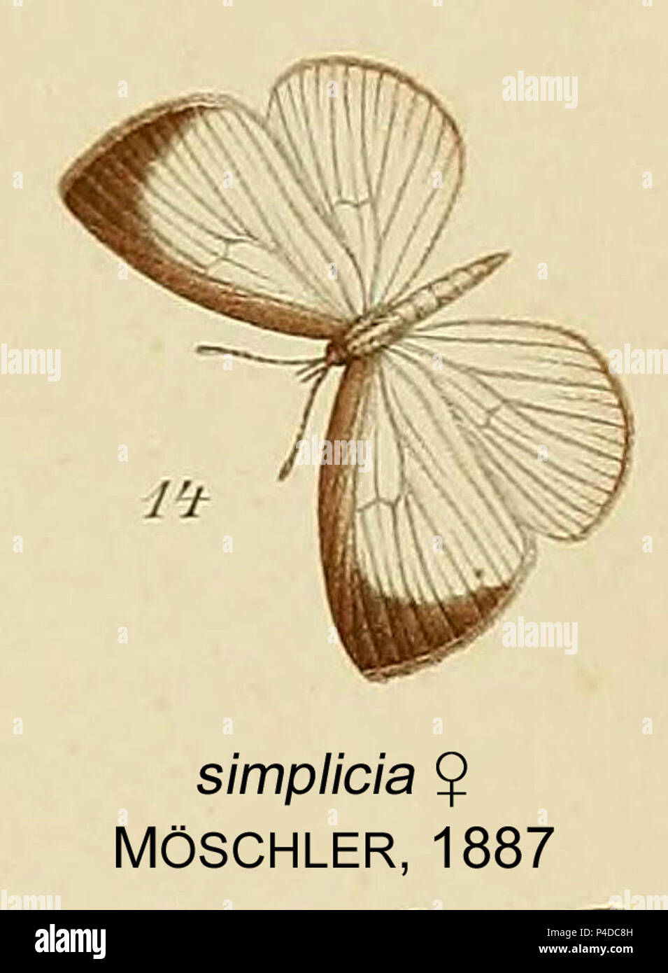 14-Liptena simplicia Möschler, 1887 Stock Photo - Alamy