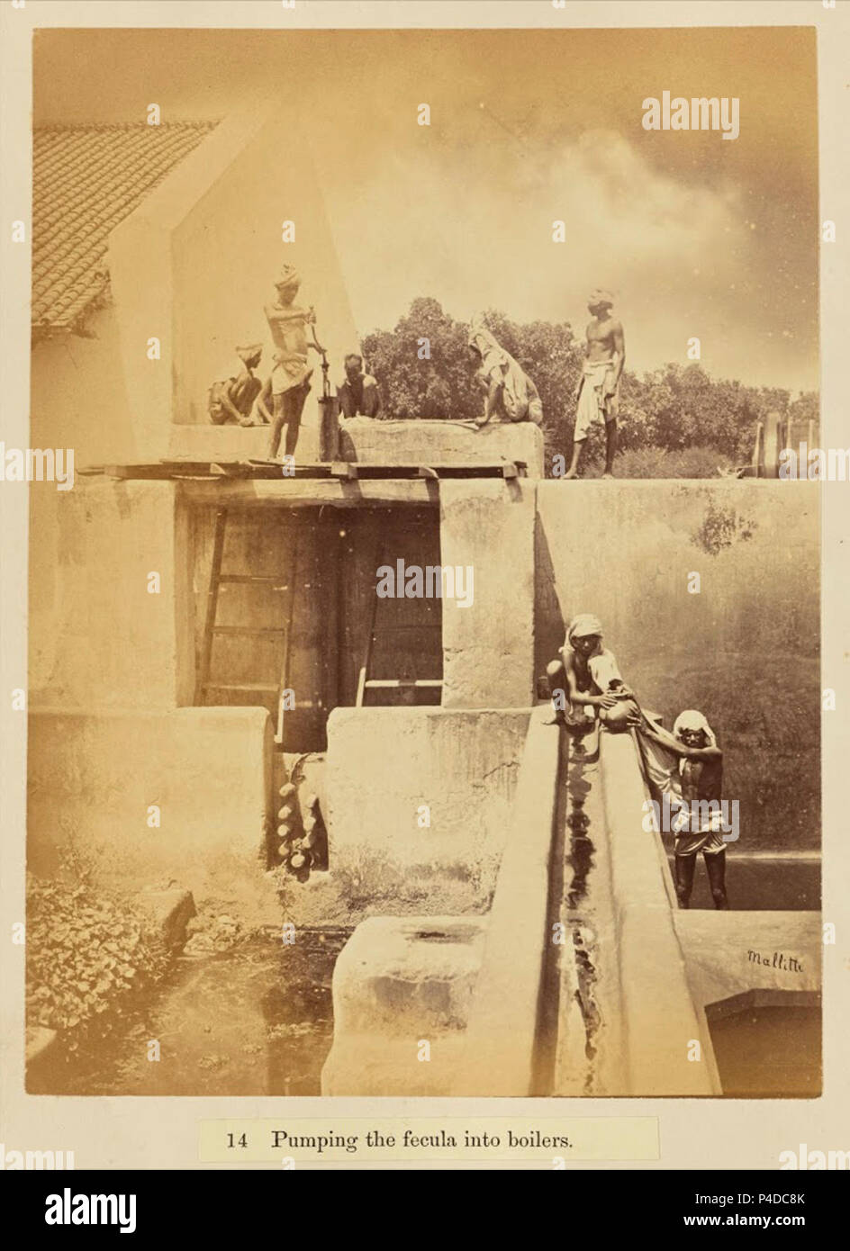 Fecula hi-res stock photography and images - Alamy