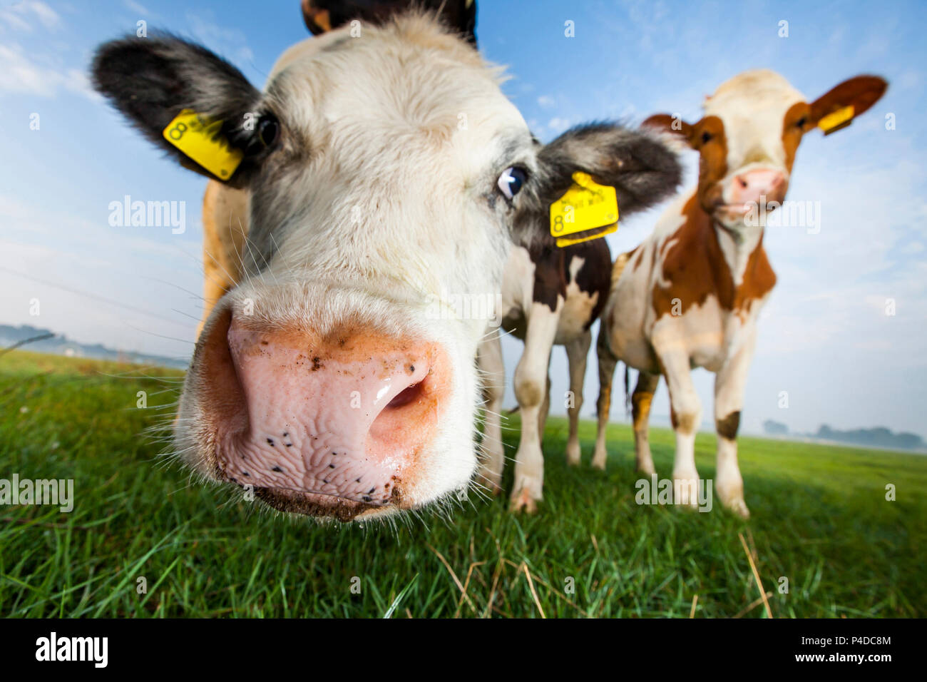 Nose close up low angle hi-res stock photography and images - Alamy