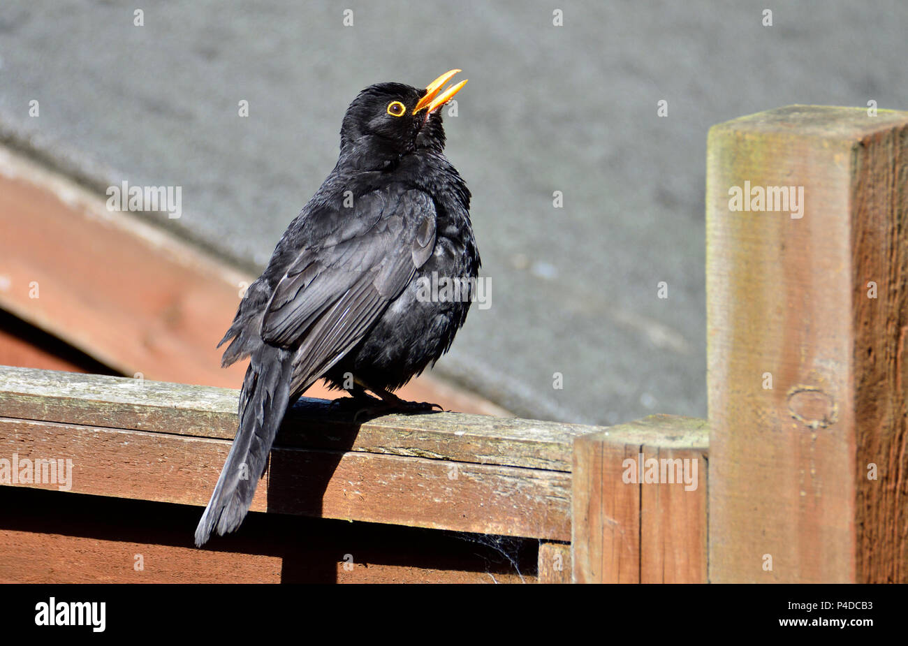 Male Blackbird (Turdus merula) sitting on a garden fence in the sun ...