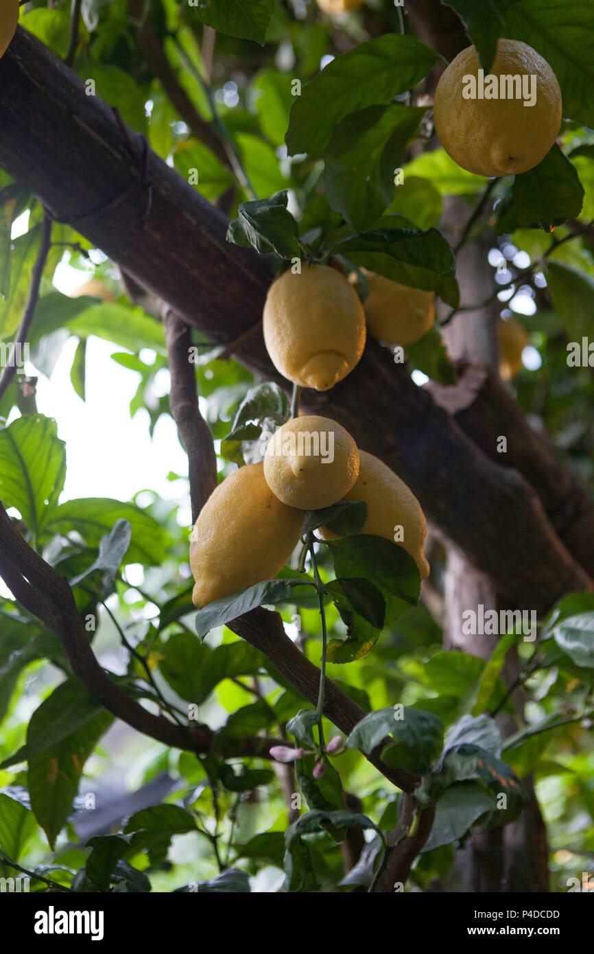 Lemon groves amalfi italy hi-res stock photography and images - Alamy
