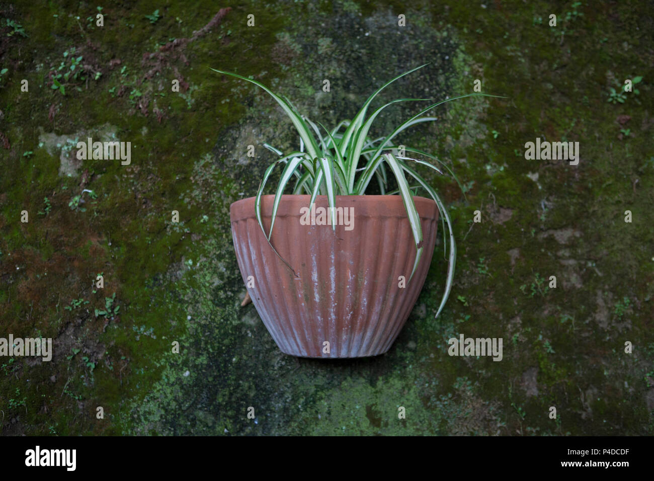 Moss plant pots hi-res stock photography and images - Alamy