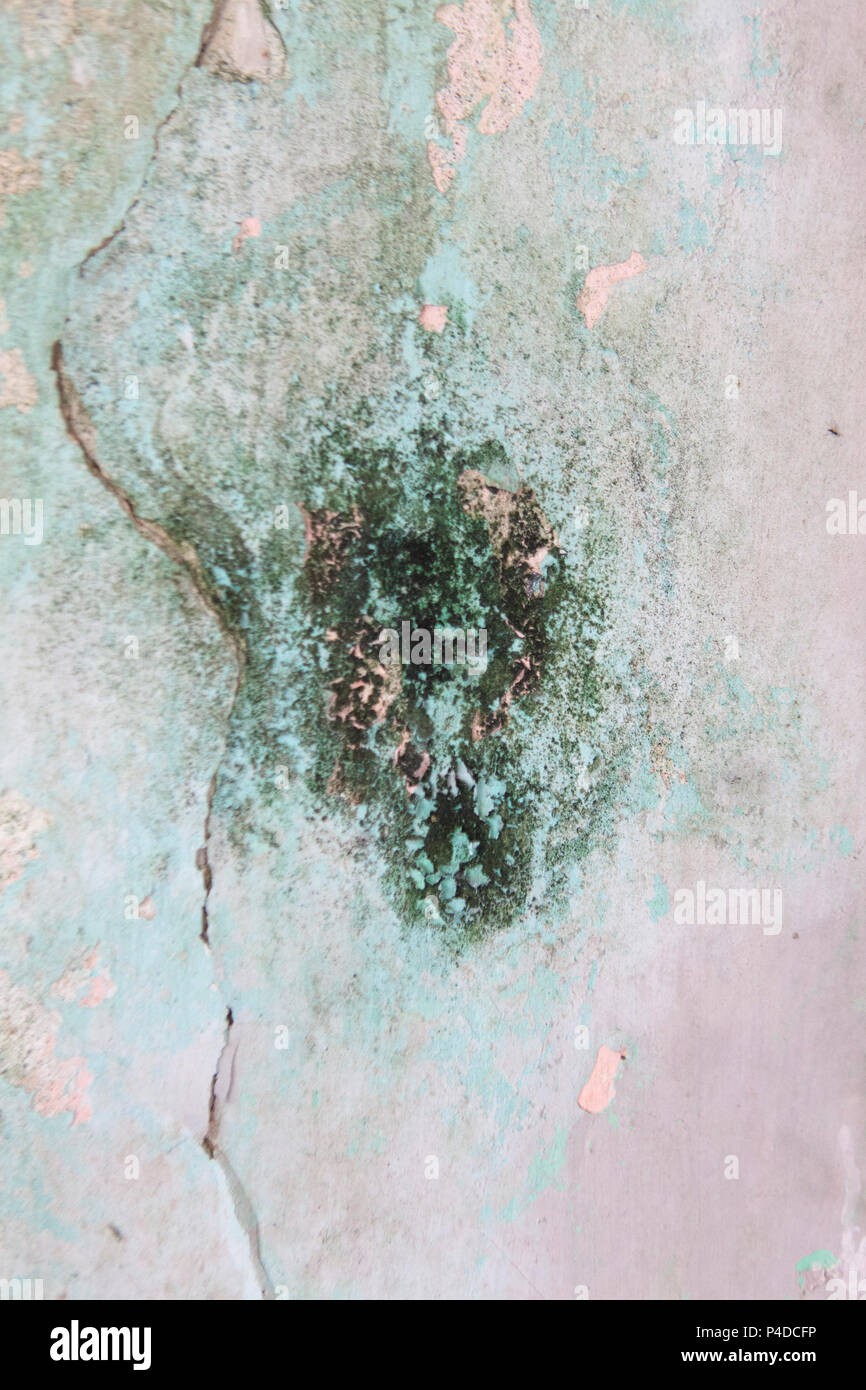 mold on the wall Stock Photo - Alamy