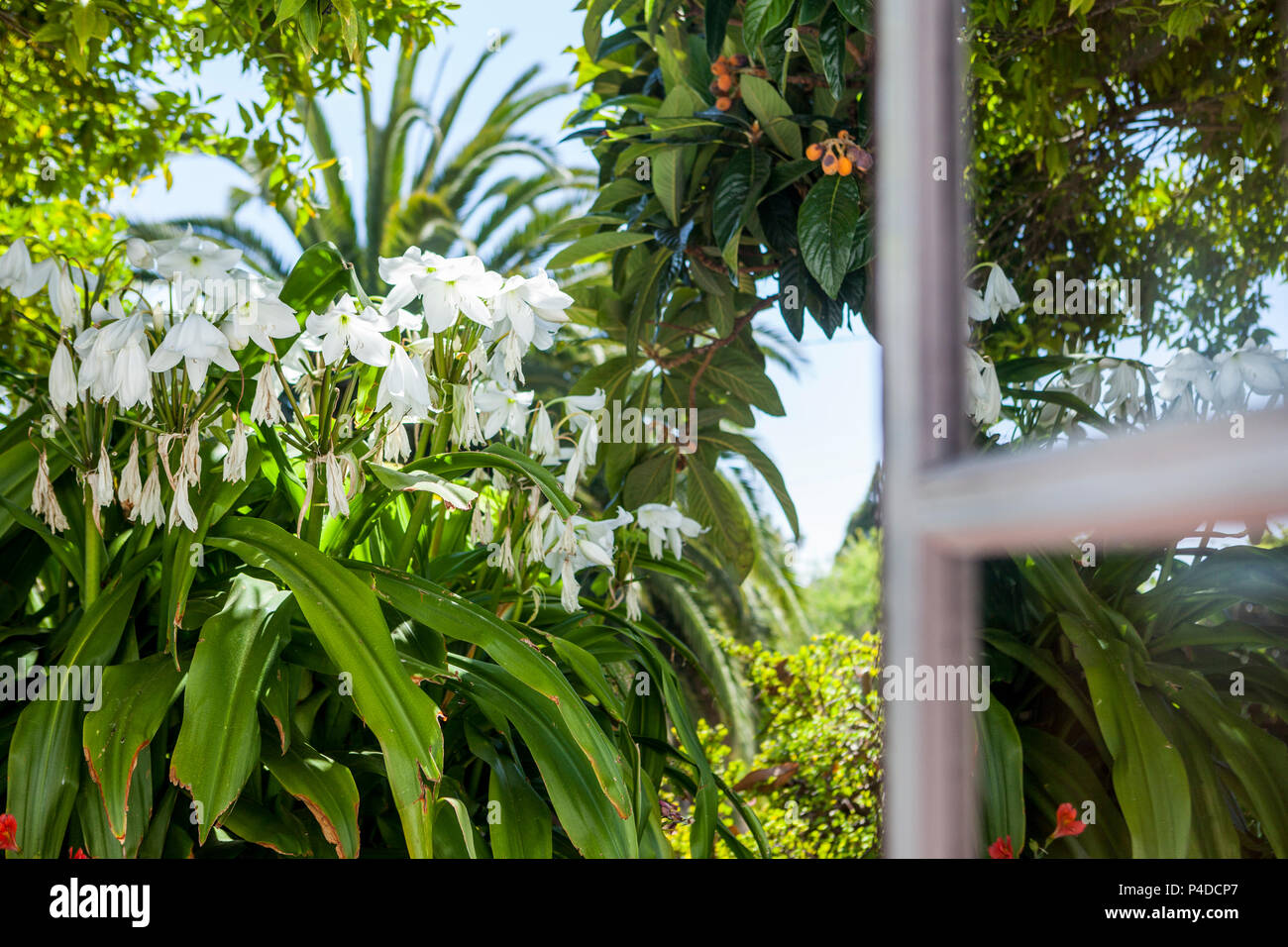 Open window with tropical garden view Stock Photo - Alamy
