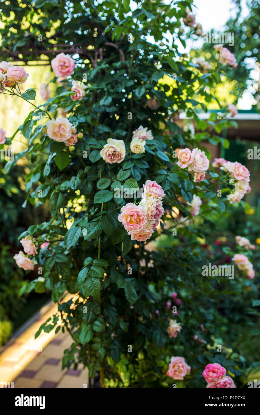 Pink climbing rose hi-res stock photography and images - Alamy