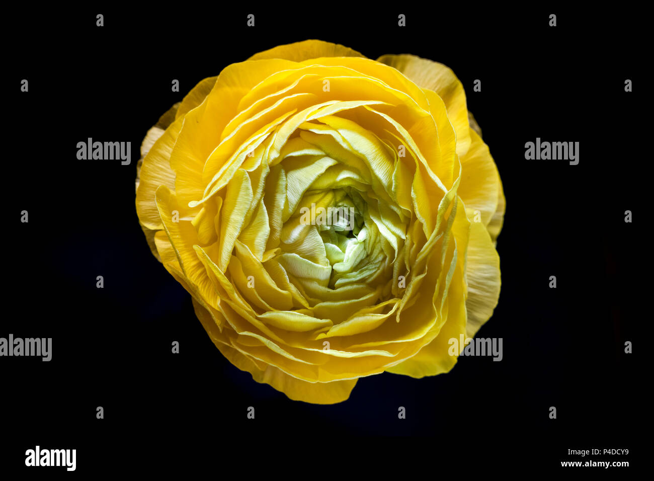 Yellow Ranunculus blooming against a black background Stock Photo - Alamy