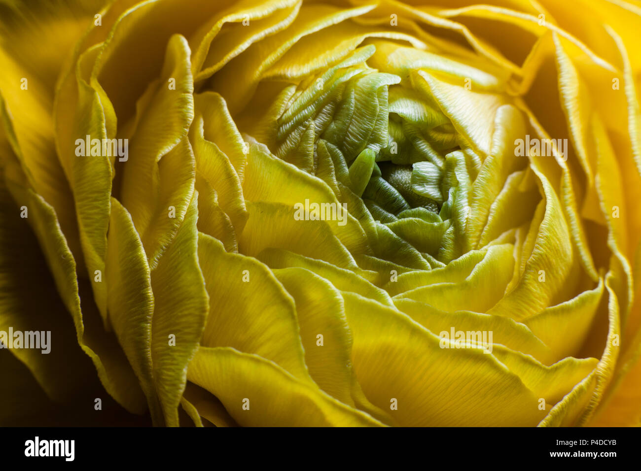 Closeup blooming ranunculus flowers hi-res stock photography and images ...