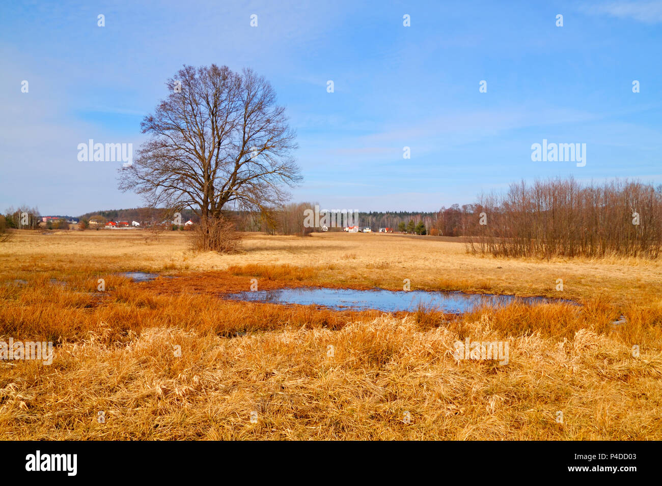 Dry grasses and small pond on flood-meadow at early spring with trees ...