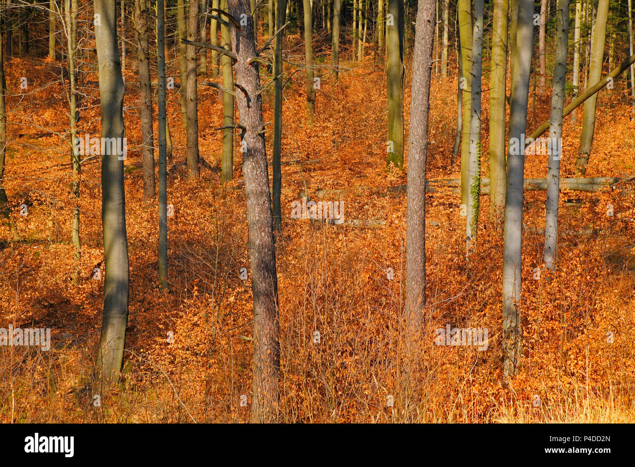 Forest at early spring. Poland, The Holy Cross Mountains Stock Photo ...