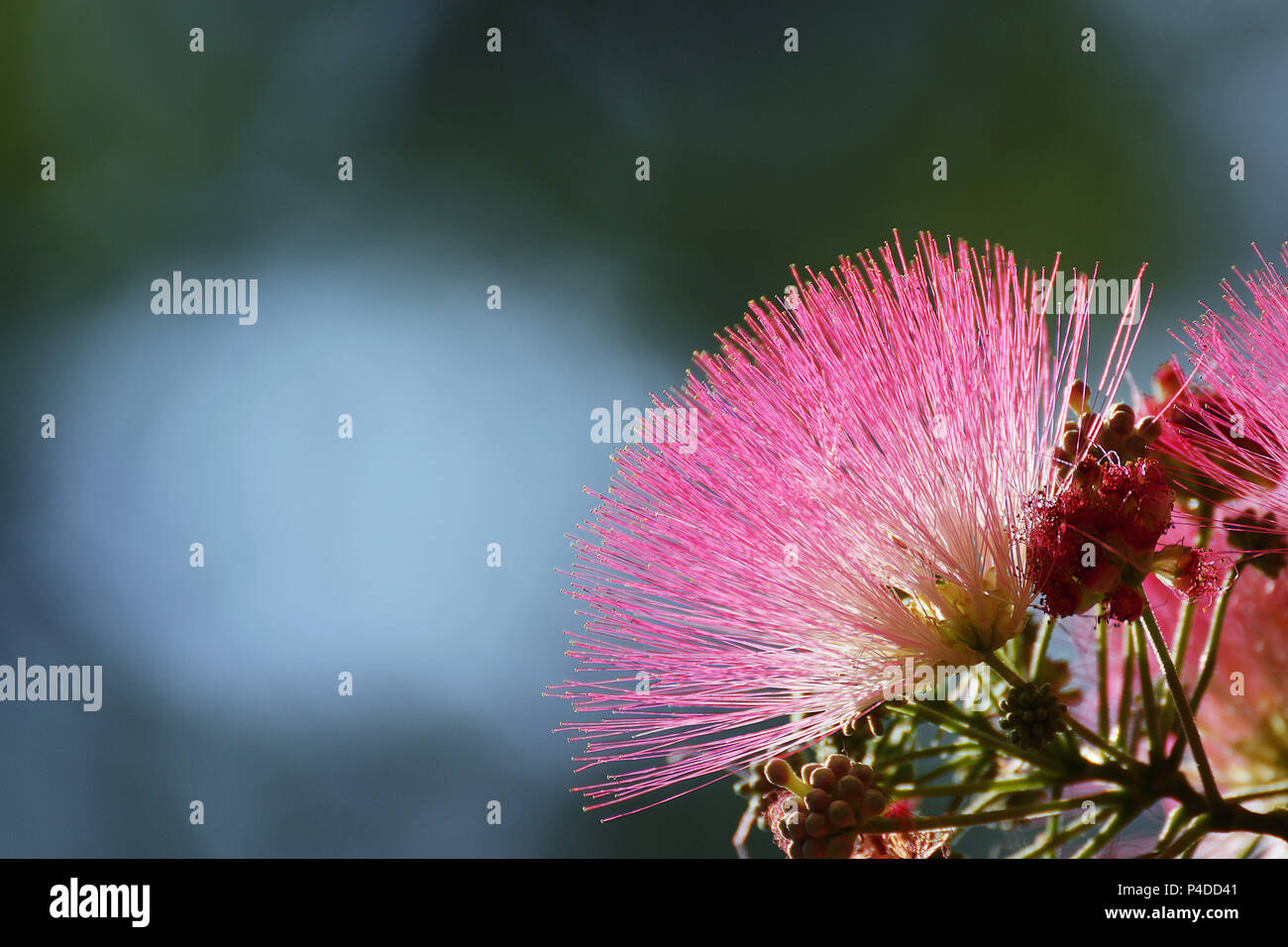 Acacia Constantinople aka locust tree against a blue sky. Macro and ...