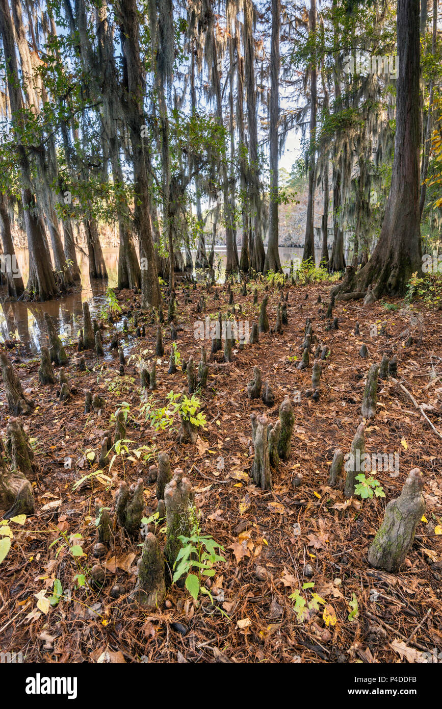 Bald cypress trees and cypress knees at swamp at Big Cypress Bayou in ...