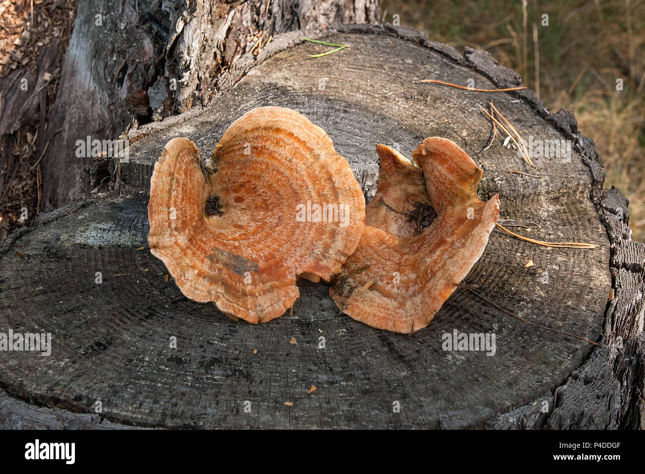 Harvested at autumn amazing edible mushrooms Saffron Milk Cap known as ...