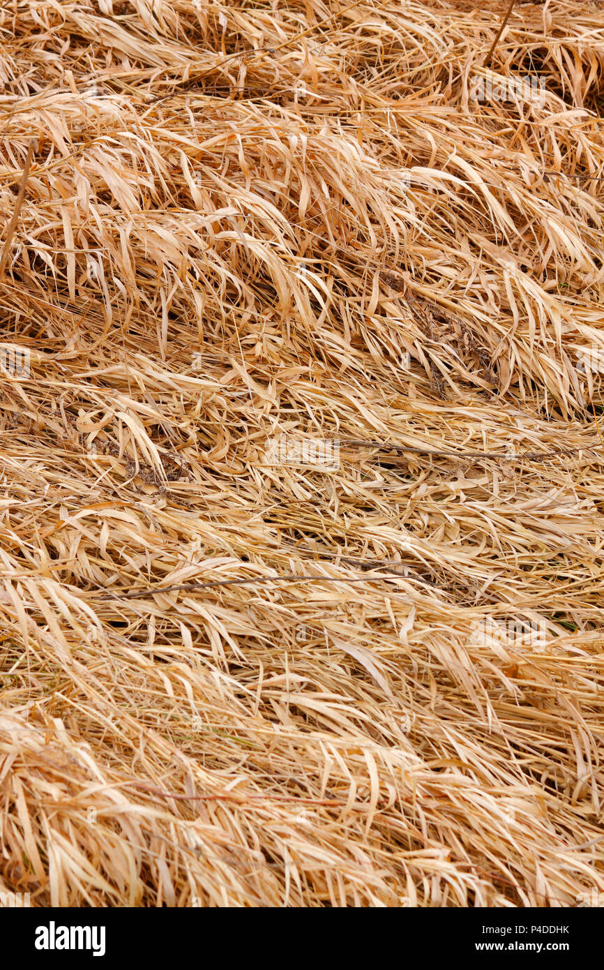 Dry grass texture on flood-meadow at early spring Stock Photo - Alamy