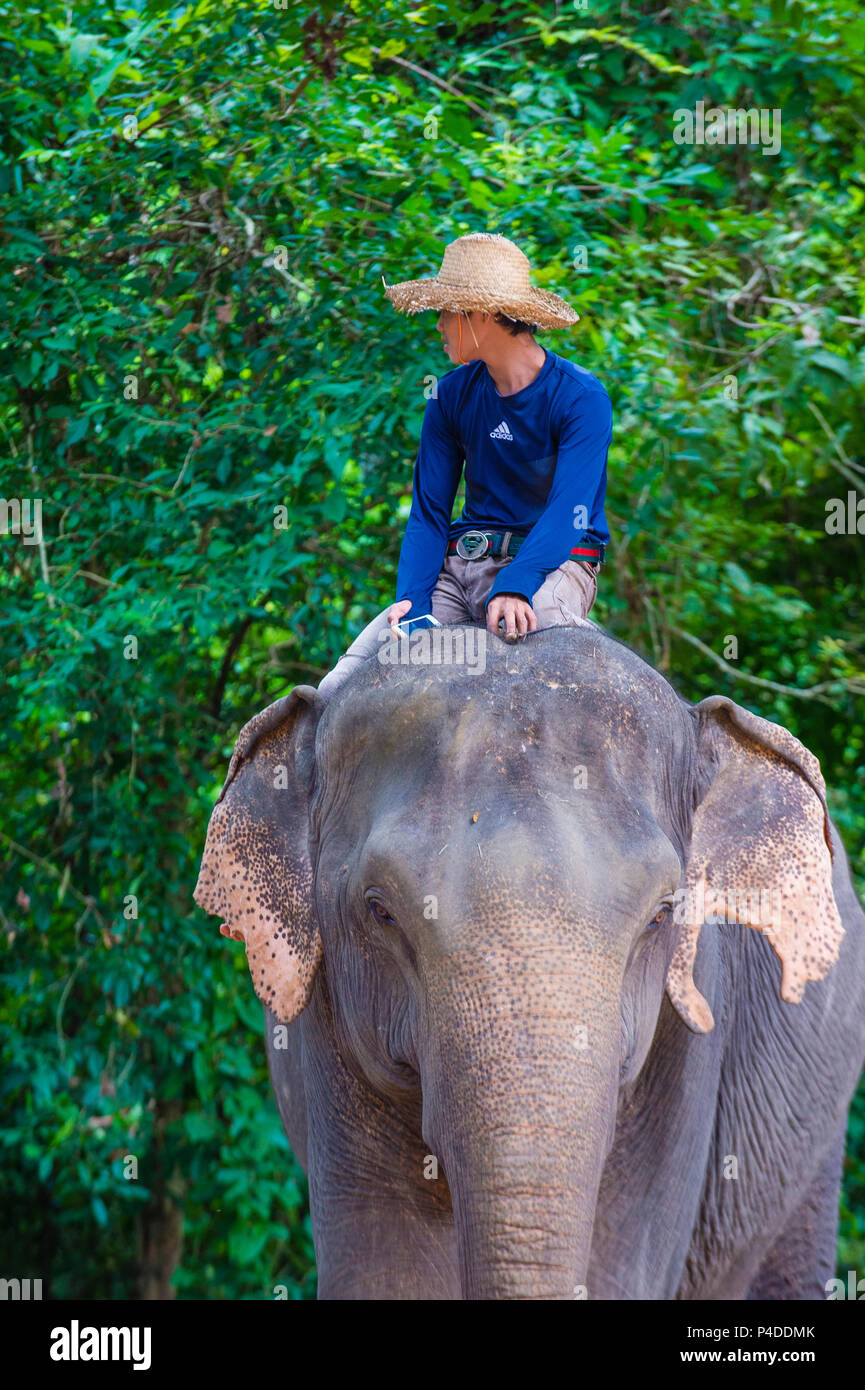 Cambodian man riding an Elephant at the Angkor Thom in Siem Reap ...