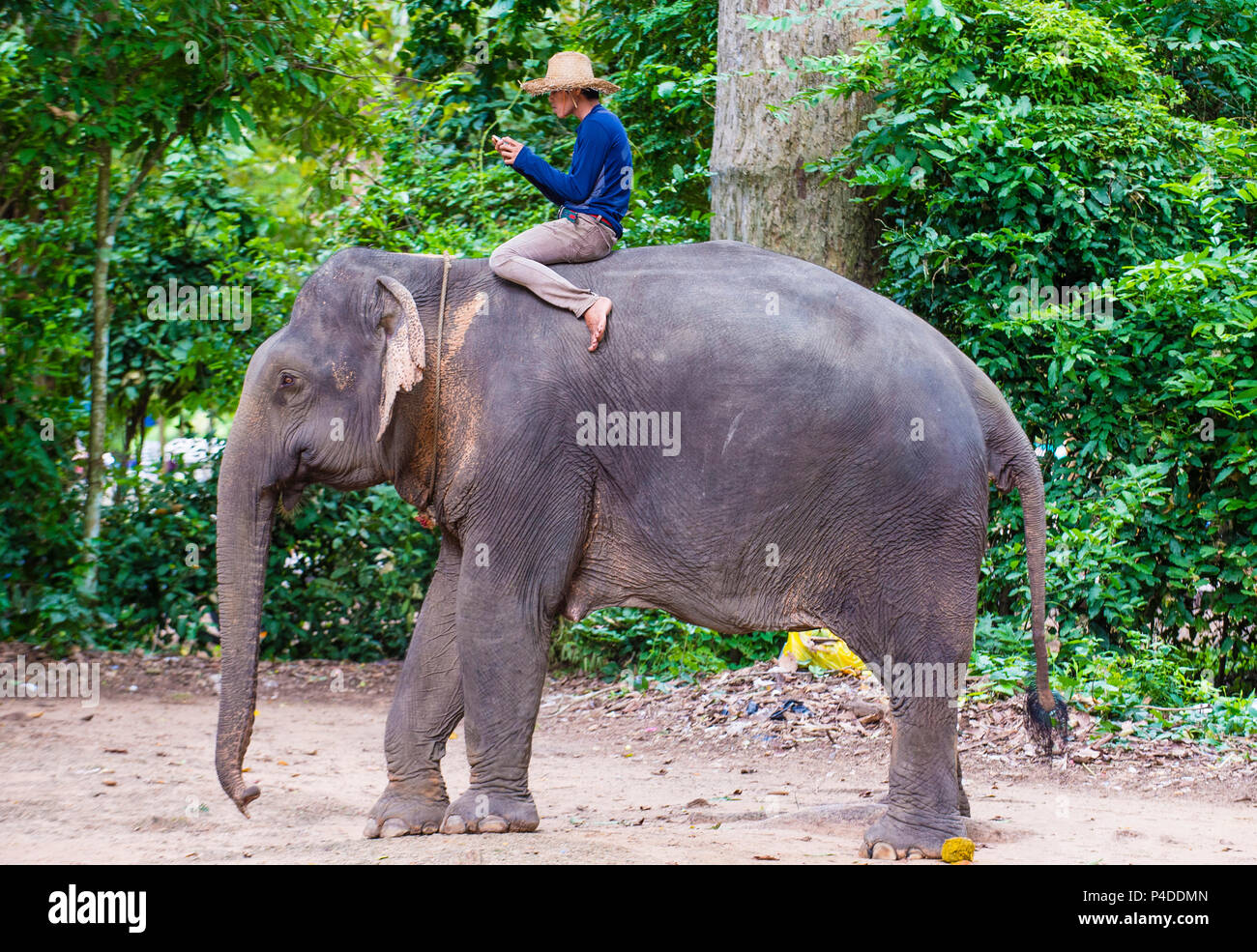 Cambodian man riding an Elephant at the Angkor Thom in Siem Reap ...