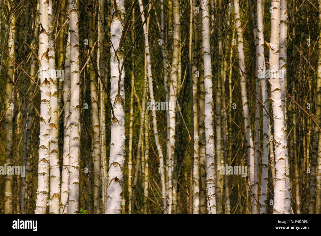 Silver shadow birch hi-res stock photography and images - Alamy