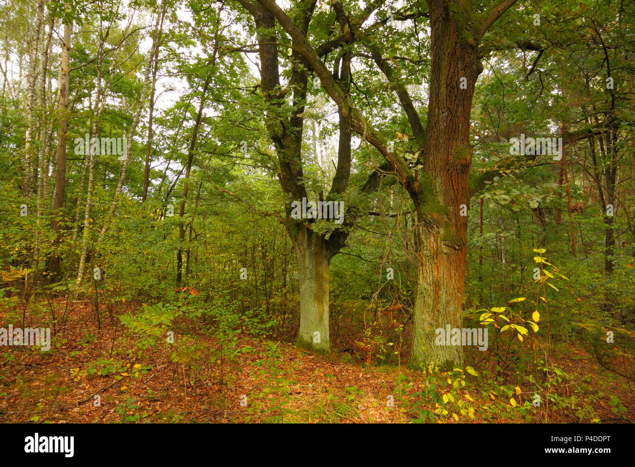 Two oaks in forest at late summer. Poland, The Holy Cross Mountains ...